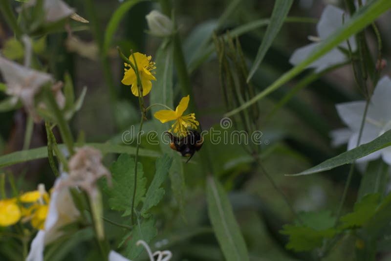 Yellow Flowers in the Garden with Bug Stock Photo - Image of growth ...