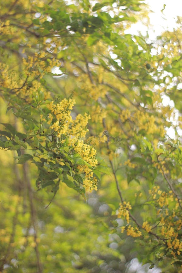 Yellow Flowers in the Garden with a Sparkle Stock Photo - Image of ...