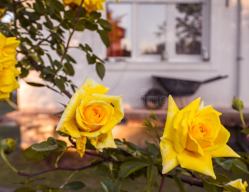 142 Yellow Rose Corner Border Stock Photos - Free & Royalty-Free Stock ...