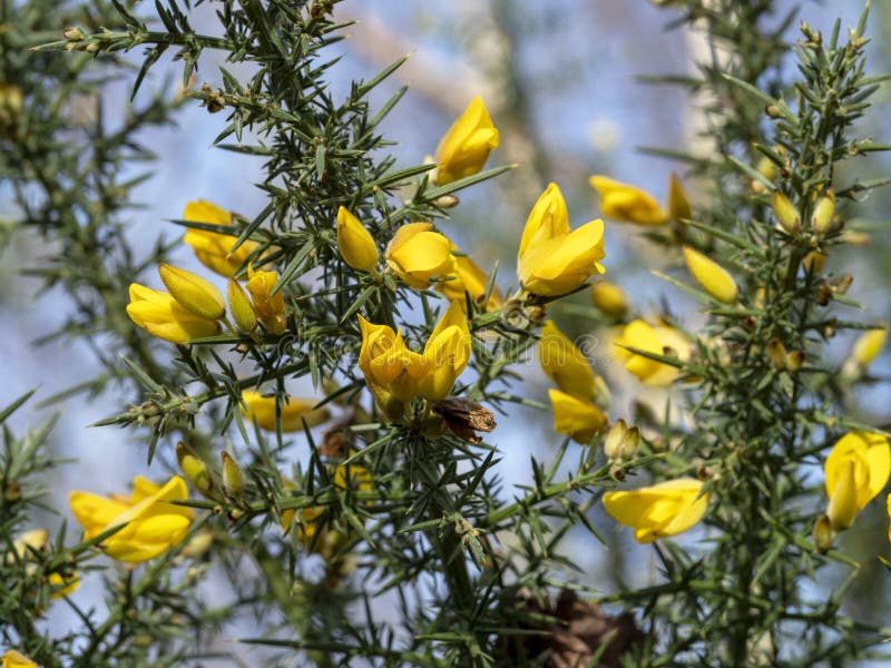 Yellow Flowers on a Gorse Bush Branches Stock Image - Image of gorse ...