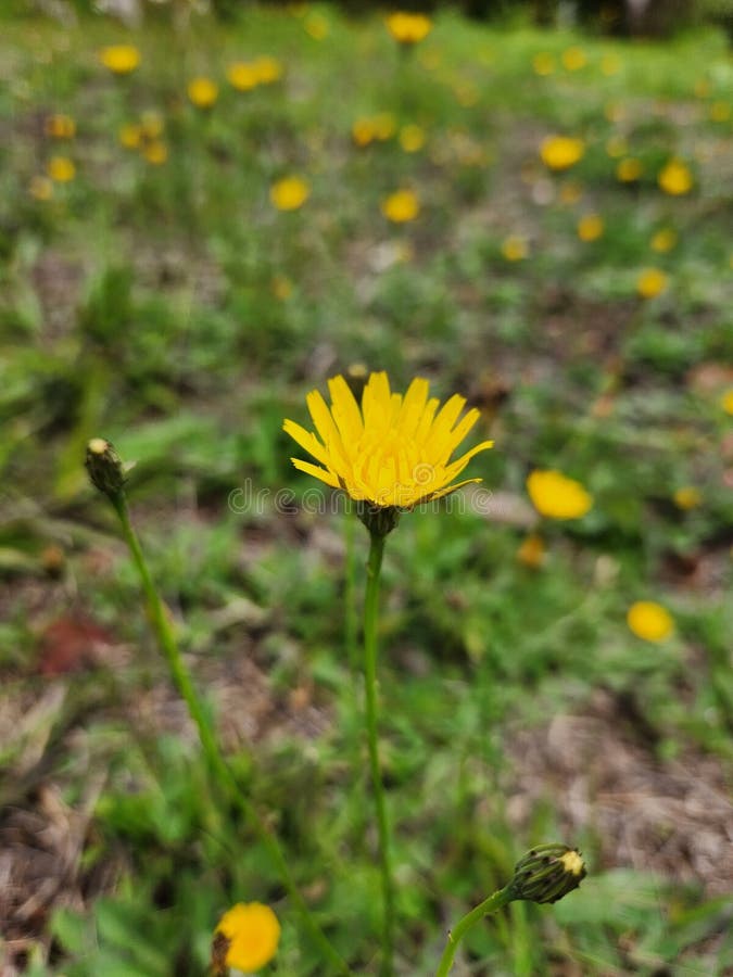 Yellow Flowers among the Grass Stock Photo - Image of flowers, yellow ...