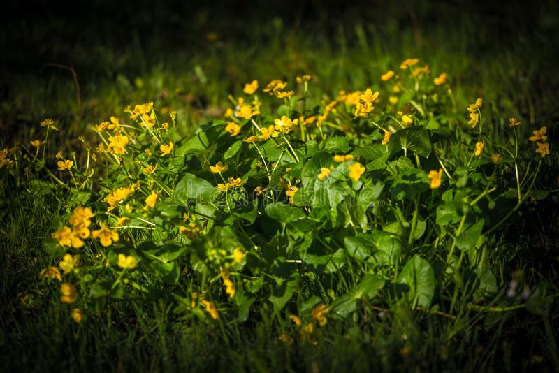 Yellow Flowers in the Grass Stock Photo - Image of beautiful, natural ...