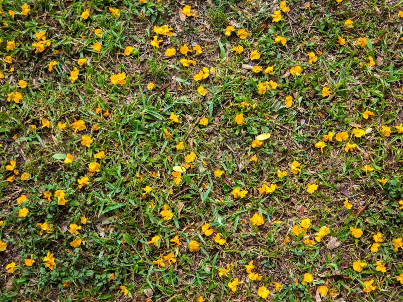 Yellow Flowers on Grass Pattern Stock Image - Image of grass, park ...