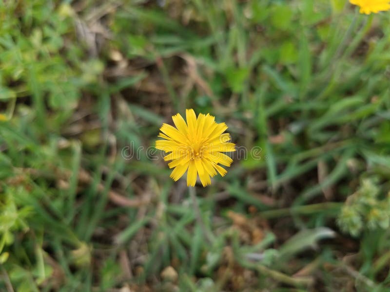 Yellow flowers in grass stock image. Image of flora, petals - 92969915