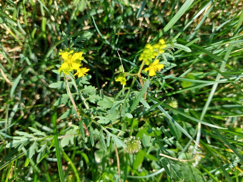Yellow Flowers in the Grass. Stock Photo - Image of wildflower, blossom ...