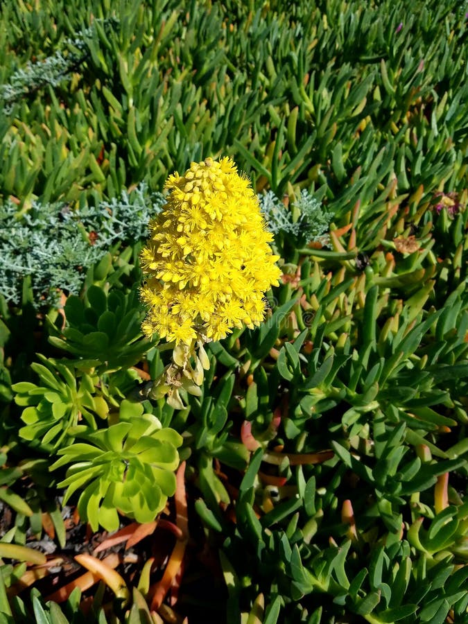 Yellow Flowers in Green Patch 4k Stock Image - Image of plants, lone ...