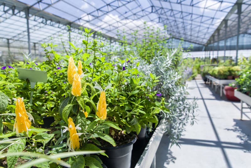 Yellow Flowers in Greenhouse Stock Photo - Image of farm, cultivate ...
