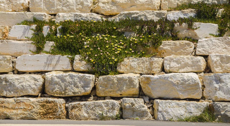 Yellow Flowers Growing on Blocks of Stone Stock Image - Image of ...