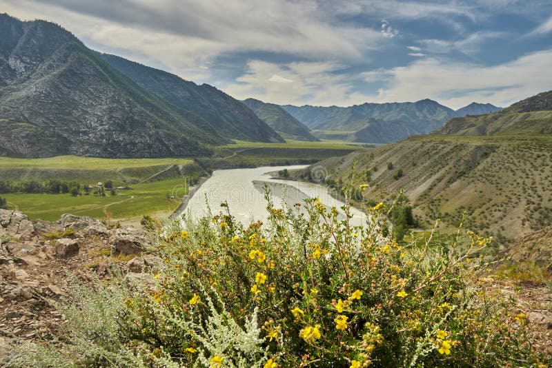 Yellow Flowers Growing on the Hills in the River Valley Stock Photo ...