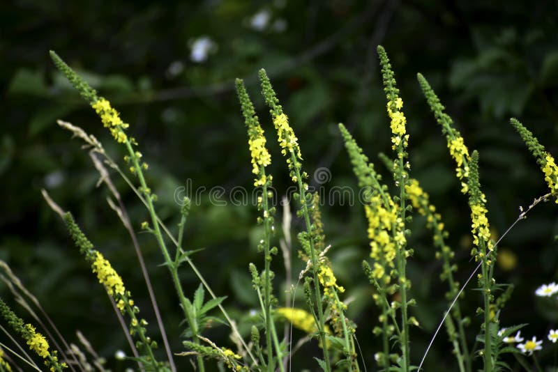 The Yellow Flowers Grows in a Forest Stock Photo - Image of plant ...