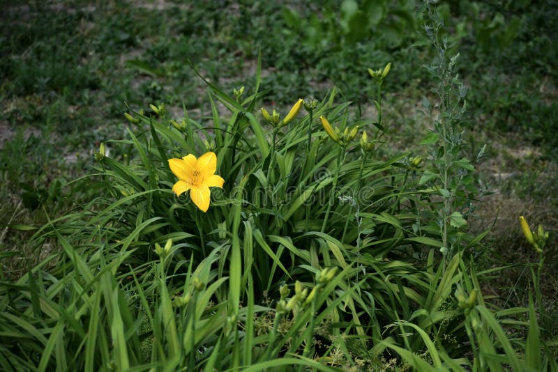 The Yellow Flowers Grows in a Forest Stock Image - Image of europe ...