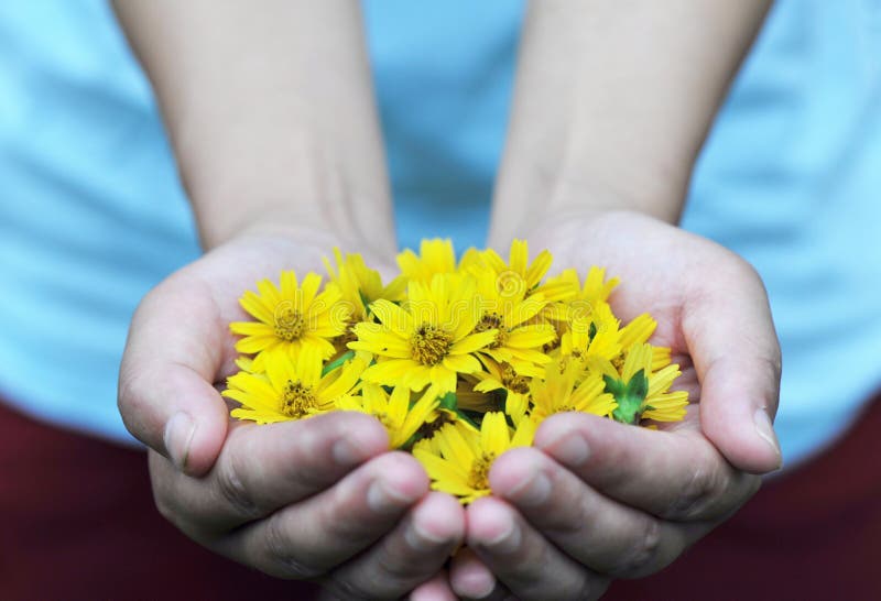 Yellow flowers in hands stock photo. Image of woman, daisies - 25235532