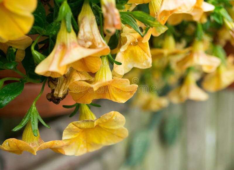 Yellow flowers stock image. Image of petal, leaves, drops - 62480357