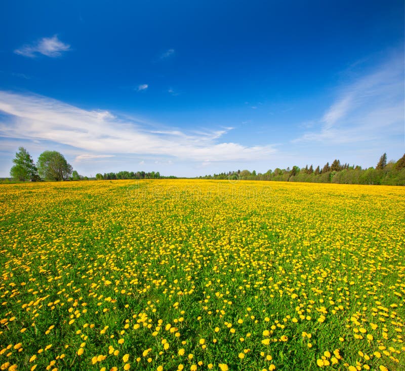 Yellow Flowers Hill Under Blue Cloudy Sky Stock Image - Image of blue ...