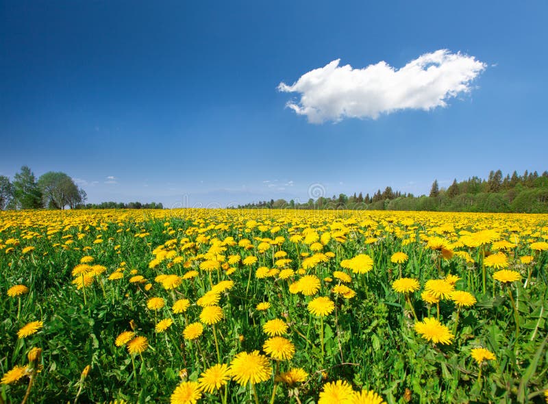 Yellow Flowers Field Under Blue Cloudy Sky Stock Photo - Image of blue ...