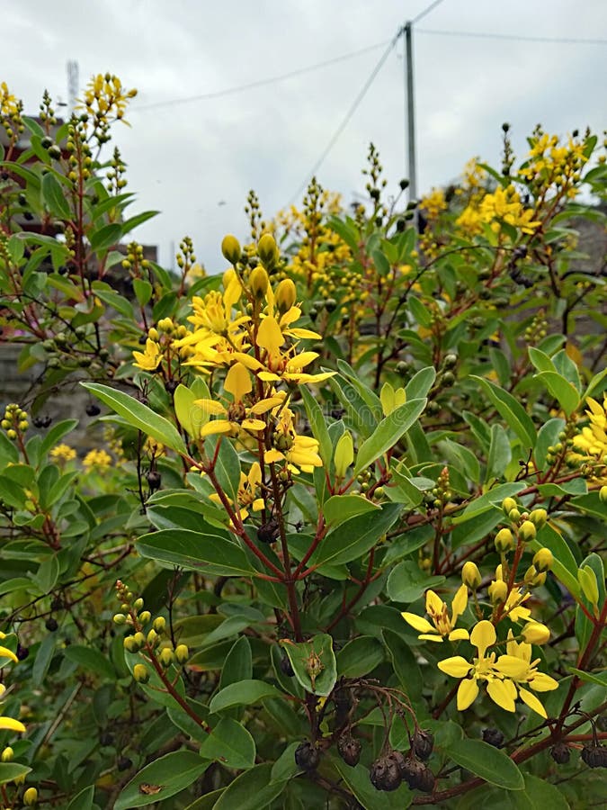 Yellowflower Photos Heliotrope Heliotropium Peruvianum. Petunia Petunia ...