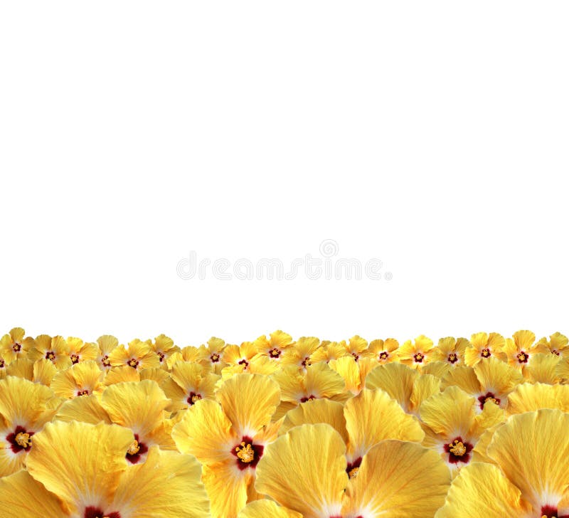 Yellow Flowers Horizon stock image. Image of landscape - 2717113