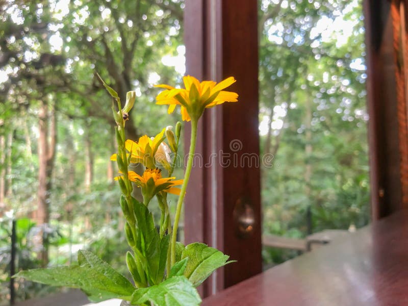 Yellow Flowers, House in the Middle of the Forest. Stock Image - Image ...