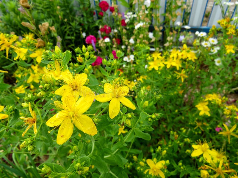 Yellow Flowers Hypericum in Bloom Stock Image - Image of bright, yellow ...