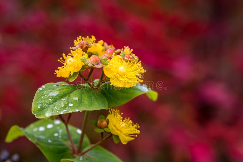 Yellow Flowers of a Hypericum Blooming in a Fall Garden Against a Red ...