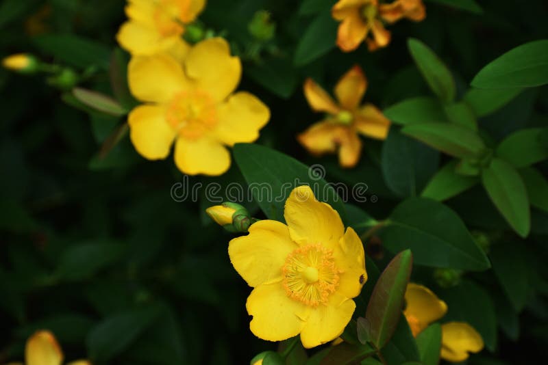Yellow Flowers of Hypericum Calycinum Hidcote. Stock Photo - Image of ...