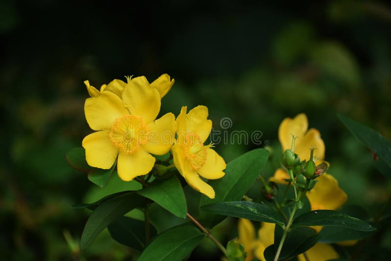 Yellow Flowers of Hypericum Calycinum Hidcote. Stock Image - Image of ...
