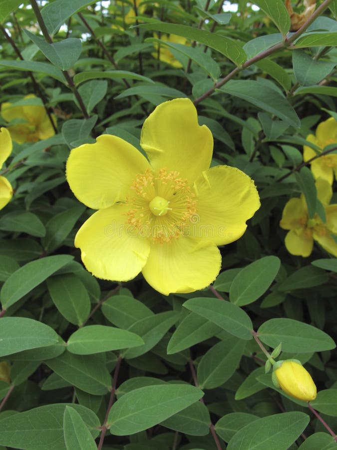 Hypericum Patulum Shrub in Bloom Stock Photo - Image of hedge, blooming ...