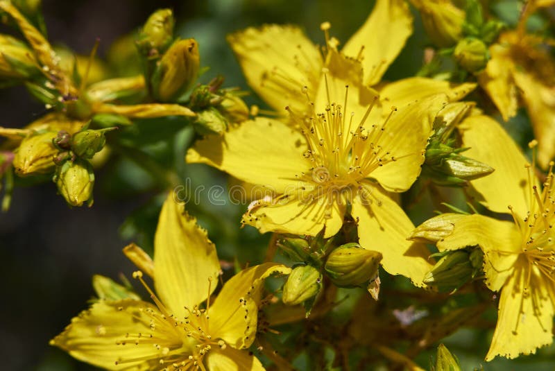 Hypericum Perforatum in Bloom Stock Photo - Image of perennial, flower ...