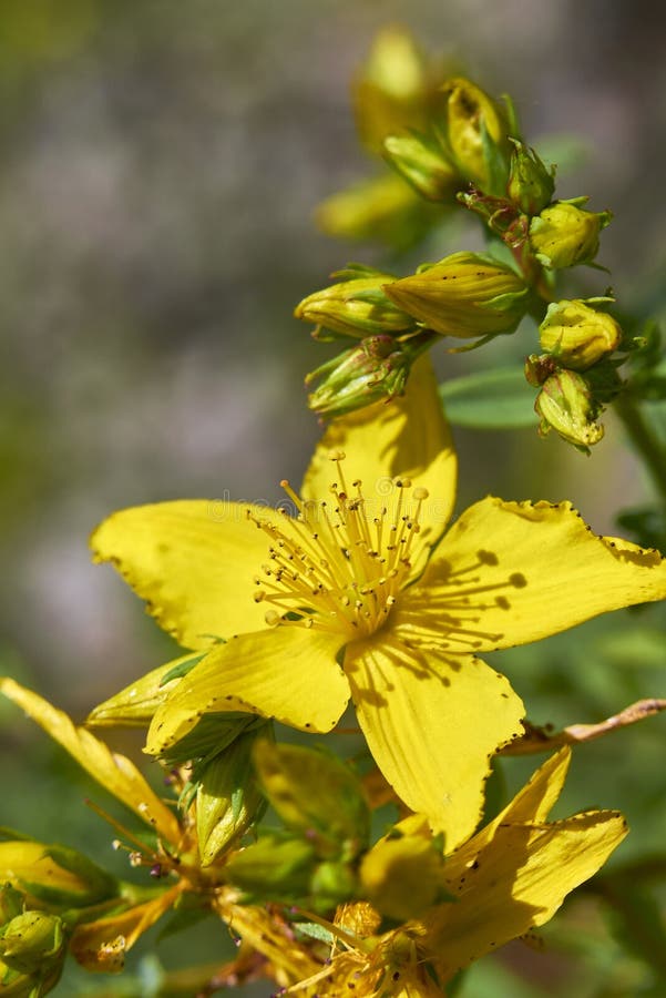 Hypericum Perforatum in Bloom Stock Image - Image of doted, medicinal ...