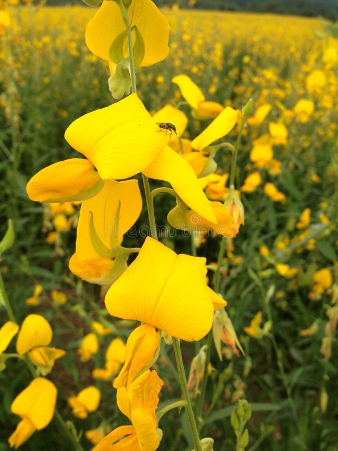 Yellow flowers with insect stock photo. Image of nature - 45264264