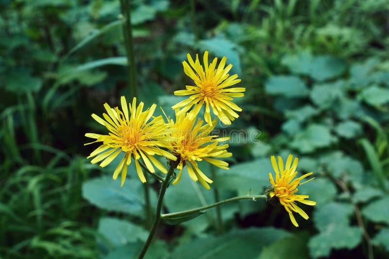 Flowers of Inula Thapsoides Stock Image - Image of garden, flower ...