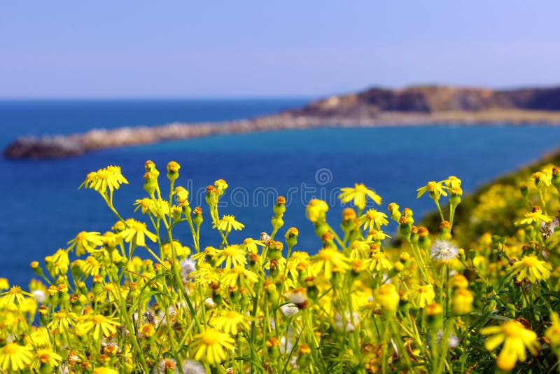 Yellow flowers on island stock image. Image of coffs - 16686689