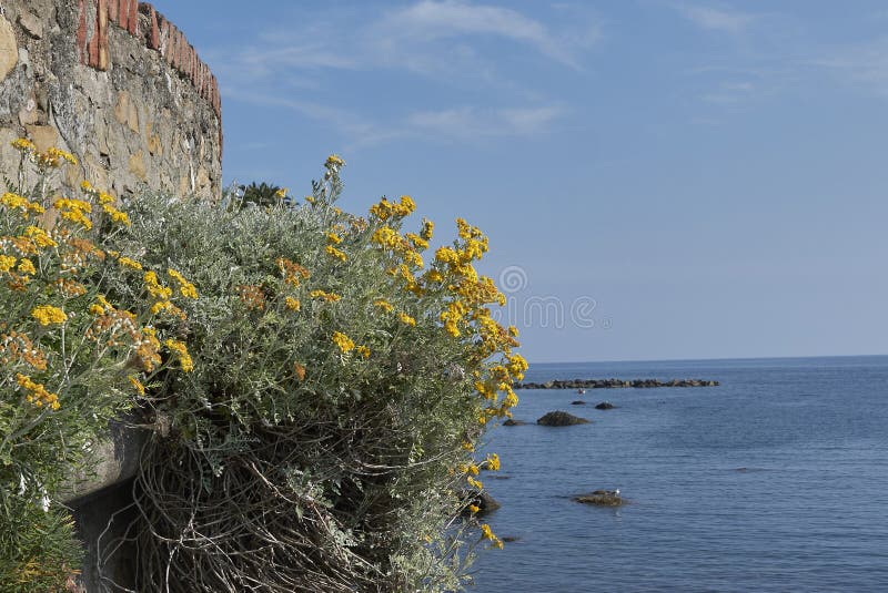 Jacobea Maritima on the Rocks Stock Photo - Image of flora, cineraria ...