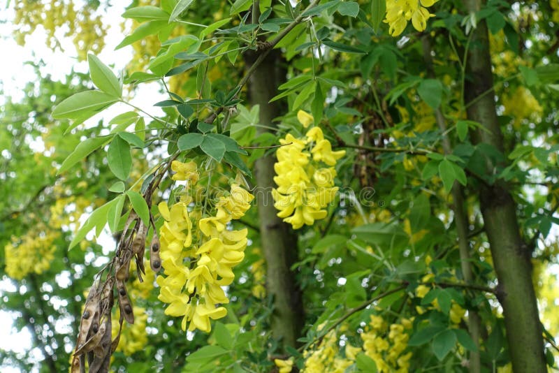 Yellow Flowers of Laburnum Anagyroides Stock Image - Image of ...