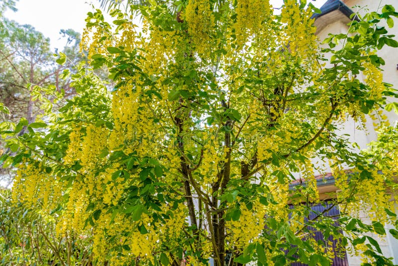 Yellow Flowers of a Laburnum Stock Image - Image of anagyroides, nature ...