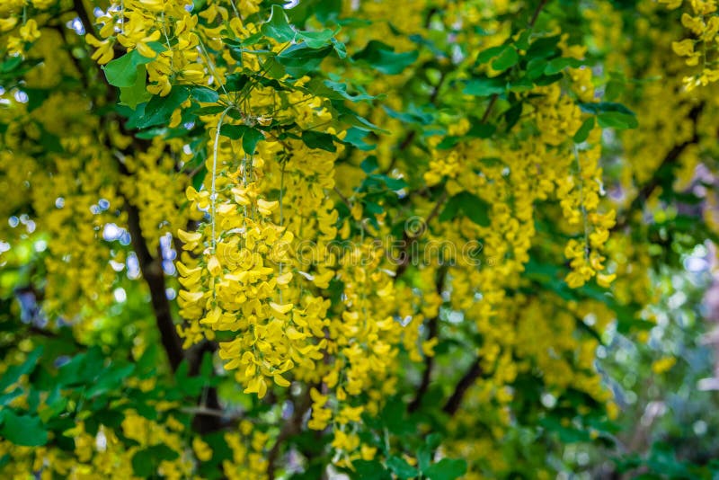 Yellow Flowers of a Laburnum Stock Image - Image of flower, anagyroides ...