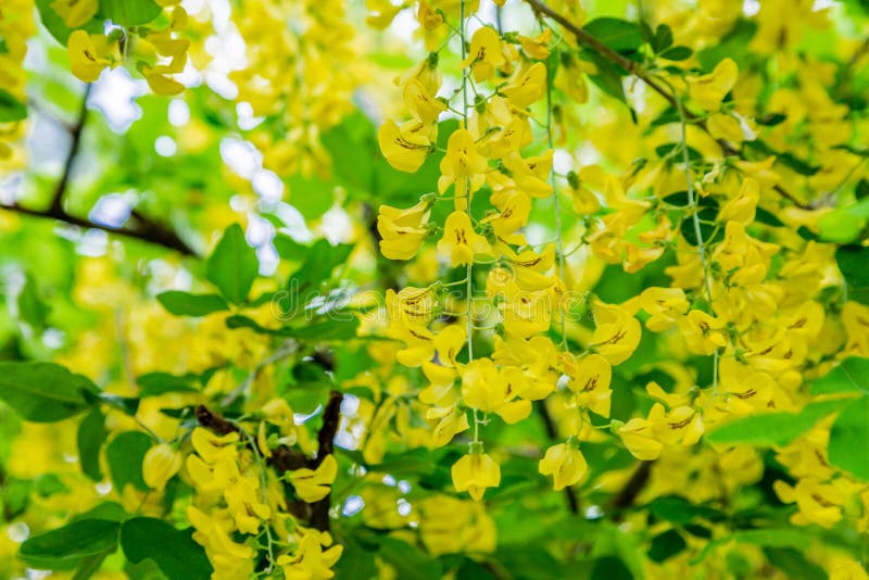 Yellow Flowers of a Laburnum Stock Image - Image of laburnum ...