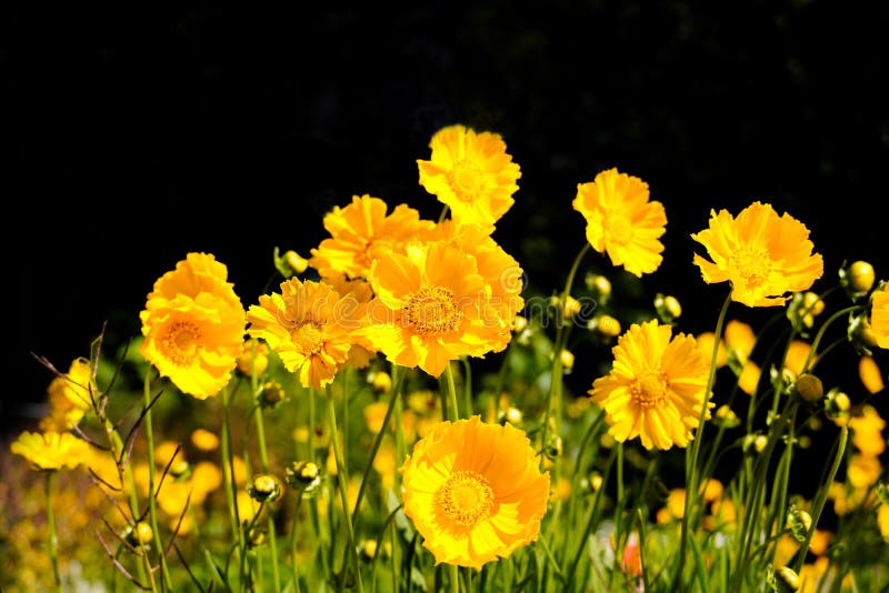 Yellow Flowers of the Lance-leaved Coreopsis. Coreopsis Lanceolata ...