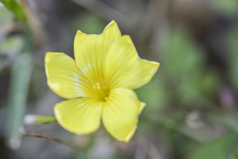 Beautiful Morningflowers Stock Photos - Free & Royalty-Free Stock ...