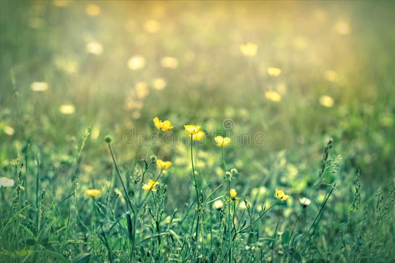 Yellow flowers in meadoW stock photo. Image of freshness - 42272712