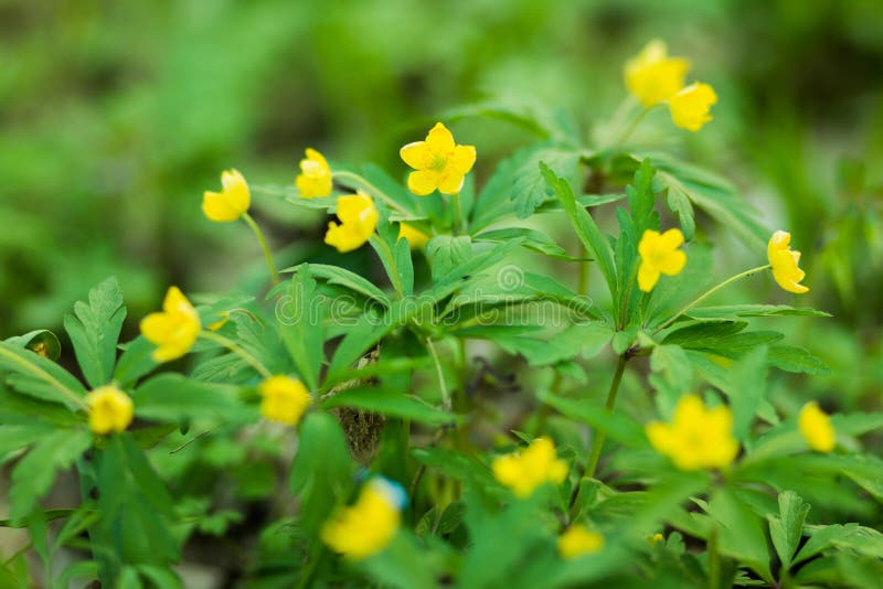 Yellow Flowers in the Forest Stock Image - Image of bright, closeup ...