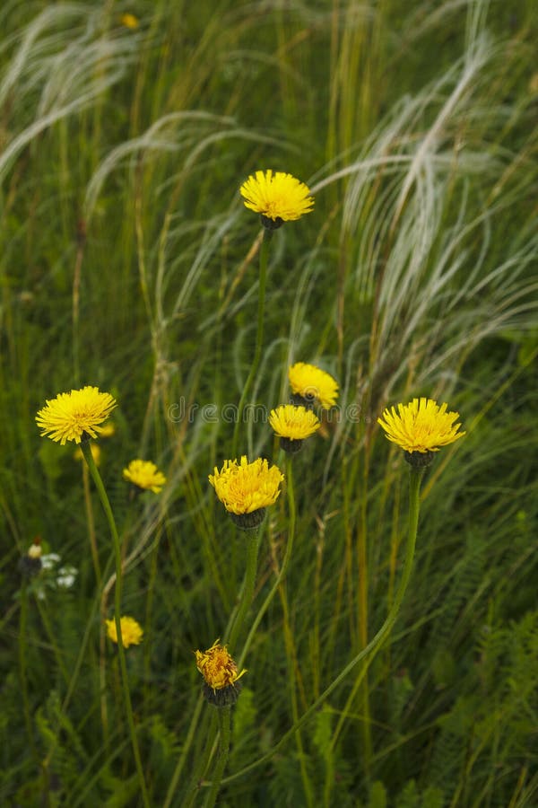 Yellow Flowers in a Meadow with Growing Feather Grass Stock Photo ...