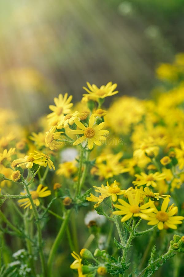 Yellow Flowers in Meadow - Springtime Stock Image - Image of nature ...