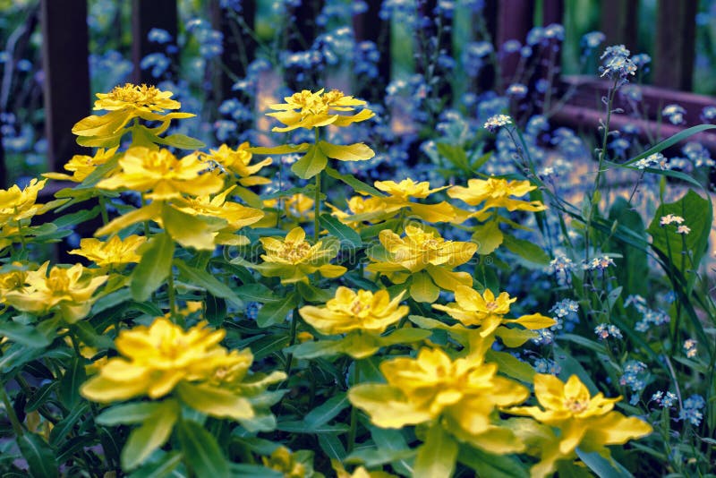 Forget-me-not Flowers In A Blue Transparent Glass Stock Photo - Image ...