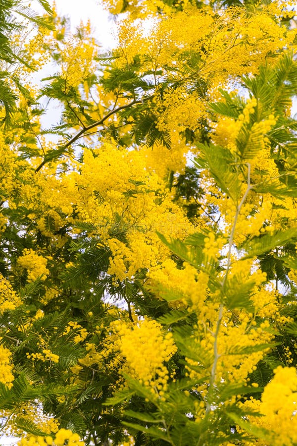 Yellow Flowers of Mimosa Bush, One Sunny Day Stock Photo - Image of ...