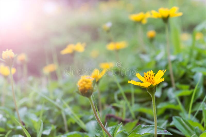 Yellow Flowers with Morning Sunlight Stock Image - Image of nature ...