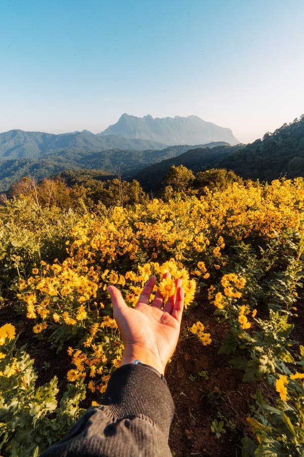 Yellow Flowers on the Mountain in the Morning Stock Image - Image of ...
