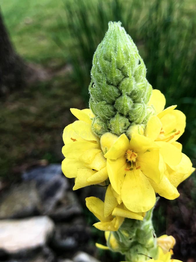 Yellow Flowers of the Mullein Plant Stock Photo - Image of leaf ...