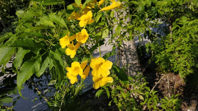 Yellow flowers natural stock image. Image of plants - 130562269