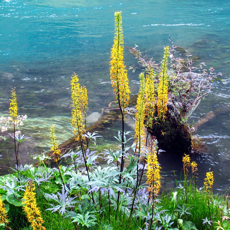 Yellow Flowers Near A Mountain Stream Stock Photo - Image of fresh ...